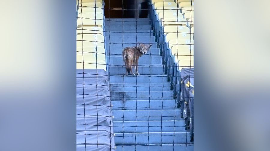 Photos show coyote roaming Dodger Stadium stands during family tour