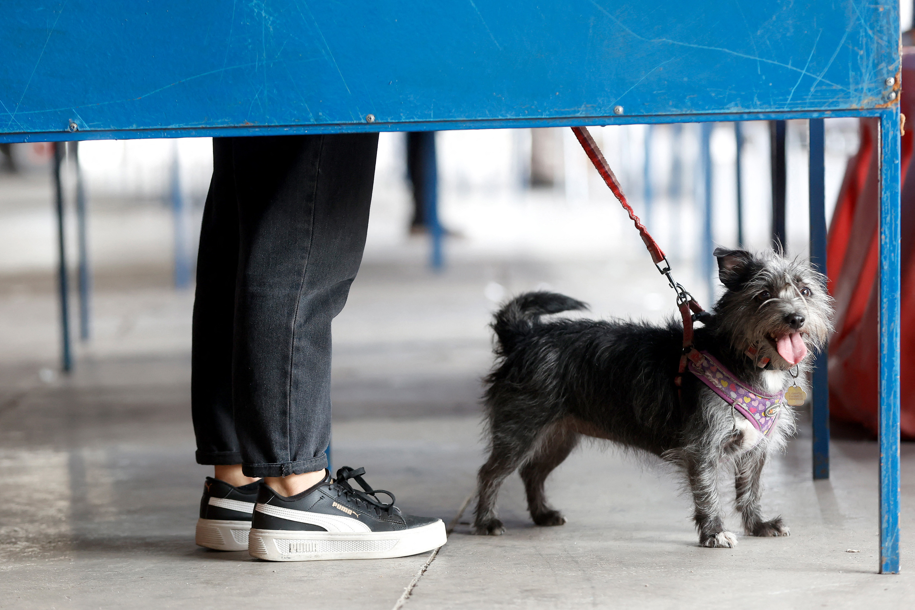 Foster dogs named after ‘Heated Rivalry’ stars adorably get into character