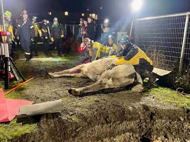 Enumclaw horse survives bridge collapse, being trapped in muddy creek