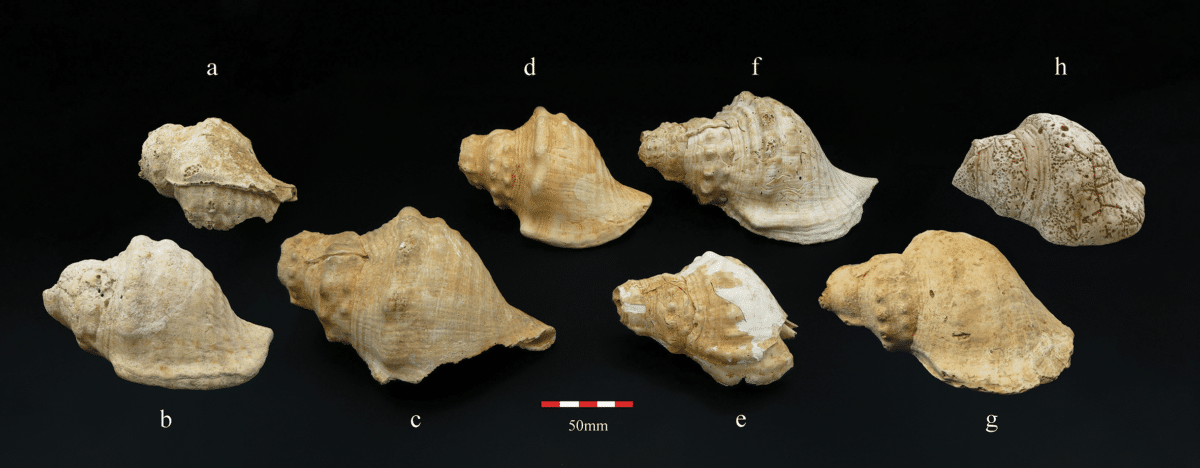 These prehistoric shell trumpets served as ‘walkie-talkies’ in ancient ...