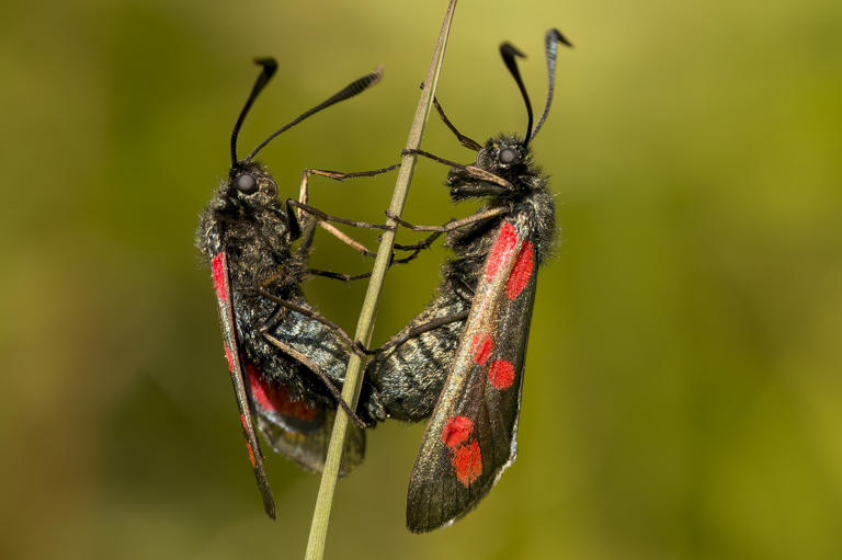 ‘Other-worldly’ pic of giant trees wins South Downs National Park photo ...