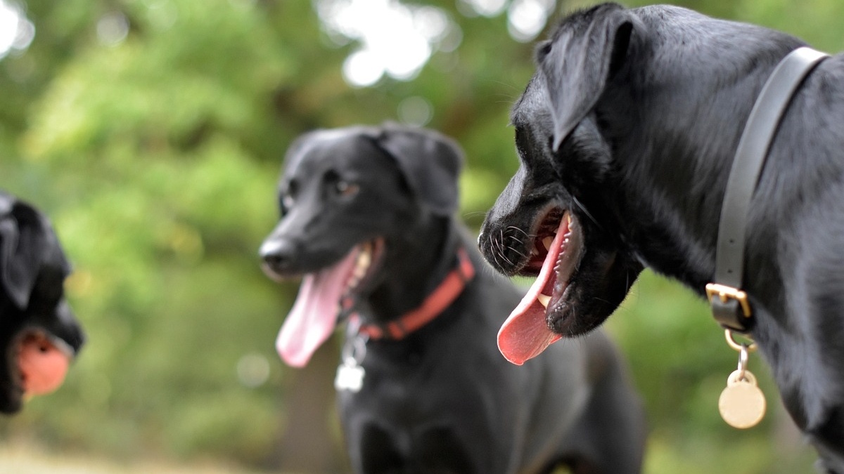 It's not the breed: the breeding mistakes that generate the most aggression