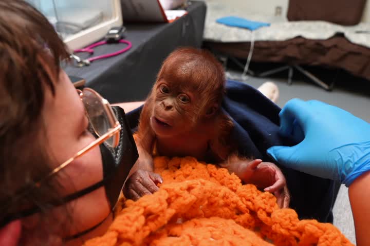 Adorable baby orangutan born via rare c-section at zoo