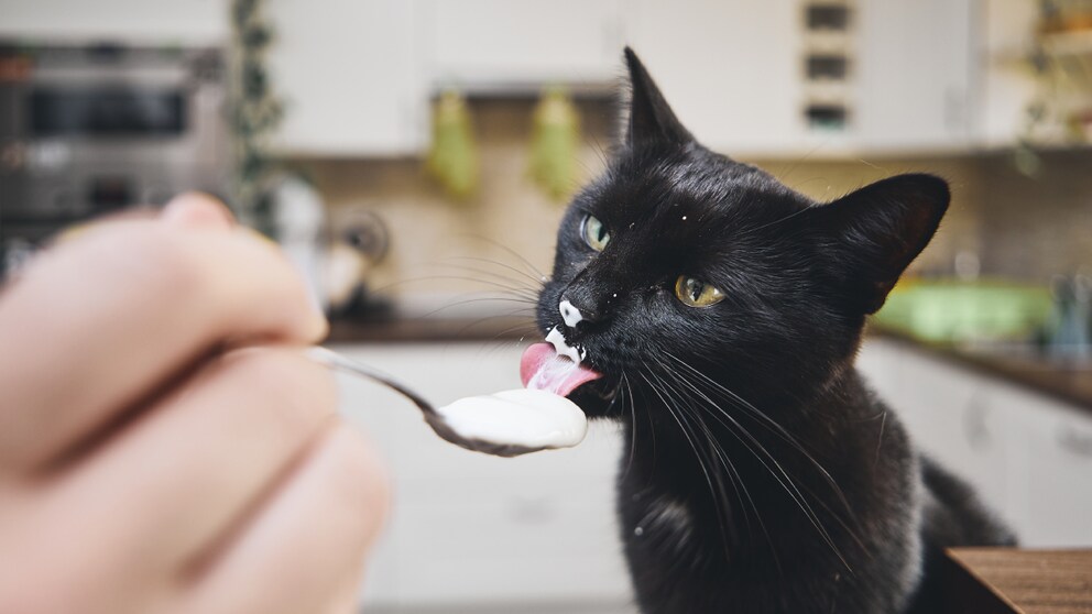 Can cats eat yogurt?