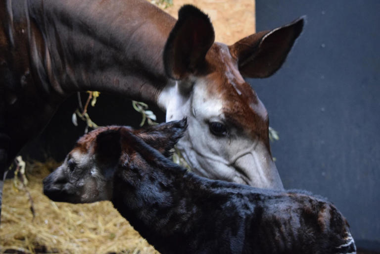 Yorkshire Wildlife Park celebrates birth of baby okapi in fight to ...