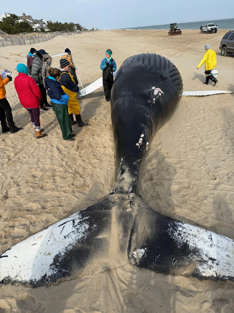 Whale that delighted Cape Cod watchers is found dead on Delaware shore