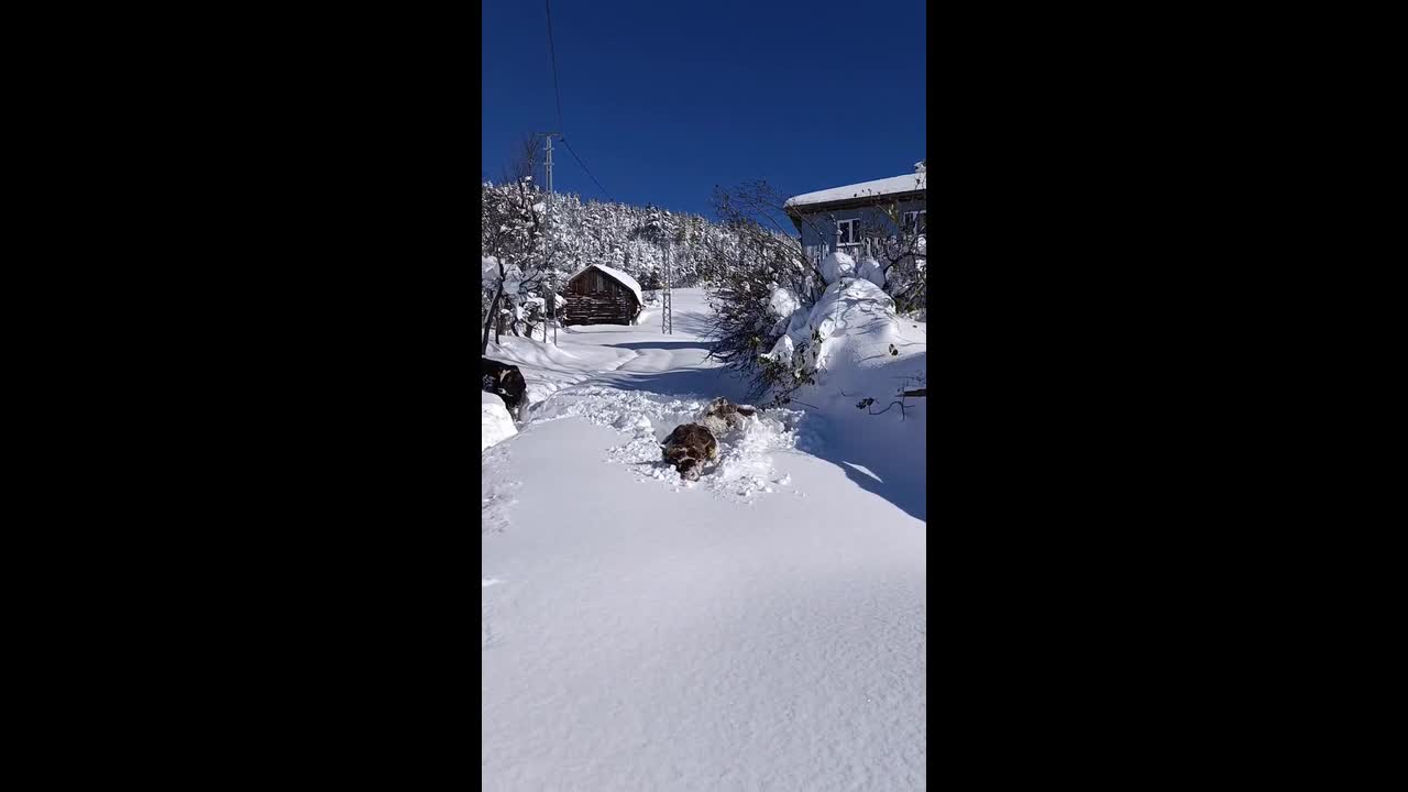 Cows struggle through deep snow in Azdavay, Kastamonu, Turkey