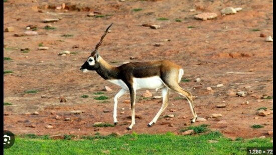 Census begins at Kaimur Wildlife Sanctuary to pave way for 2nd tiger ...