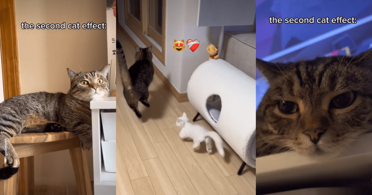 Video: Owner shows how cat changed after new sibling's arrival