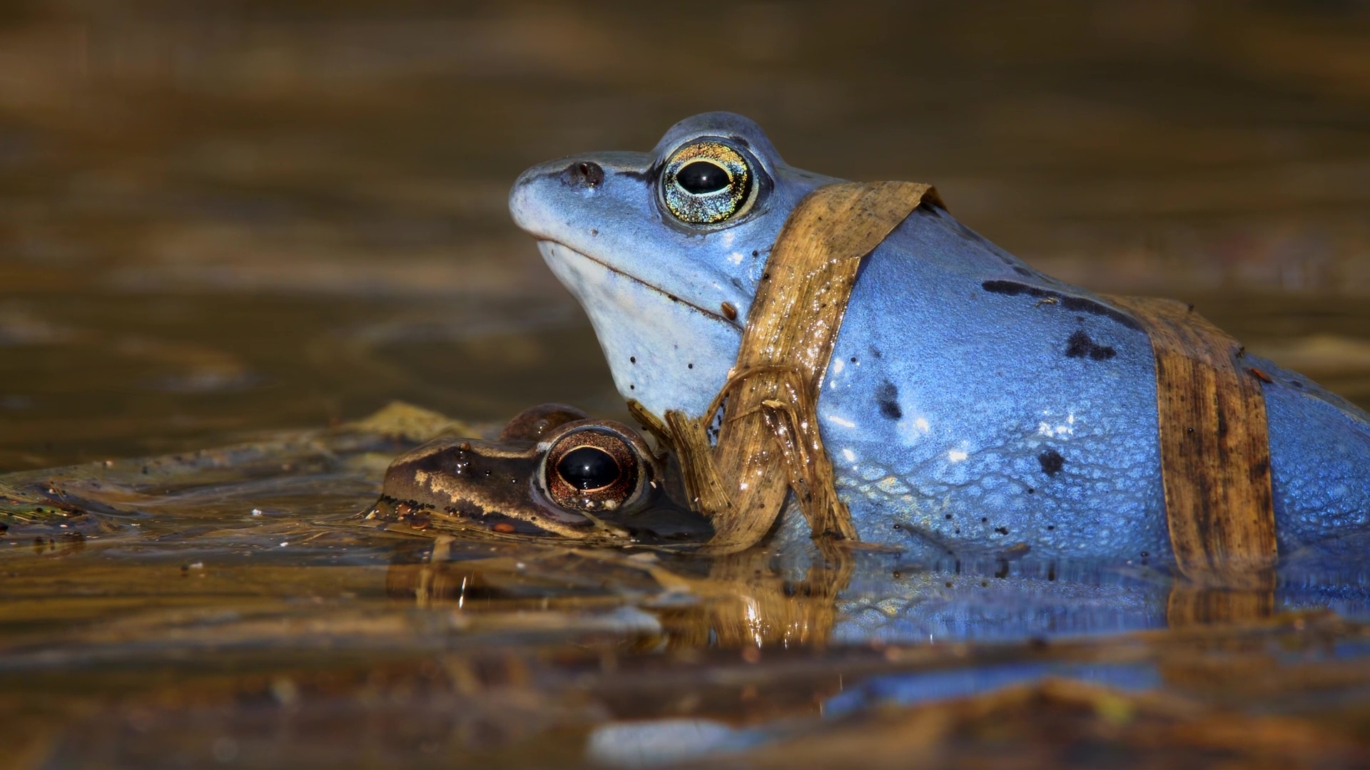 Observé una rana del páramo flotando tranquila