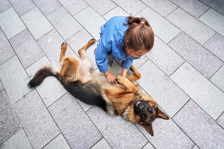 100+ unique German shepherd dog names with meanings