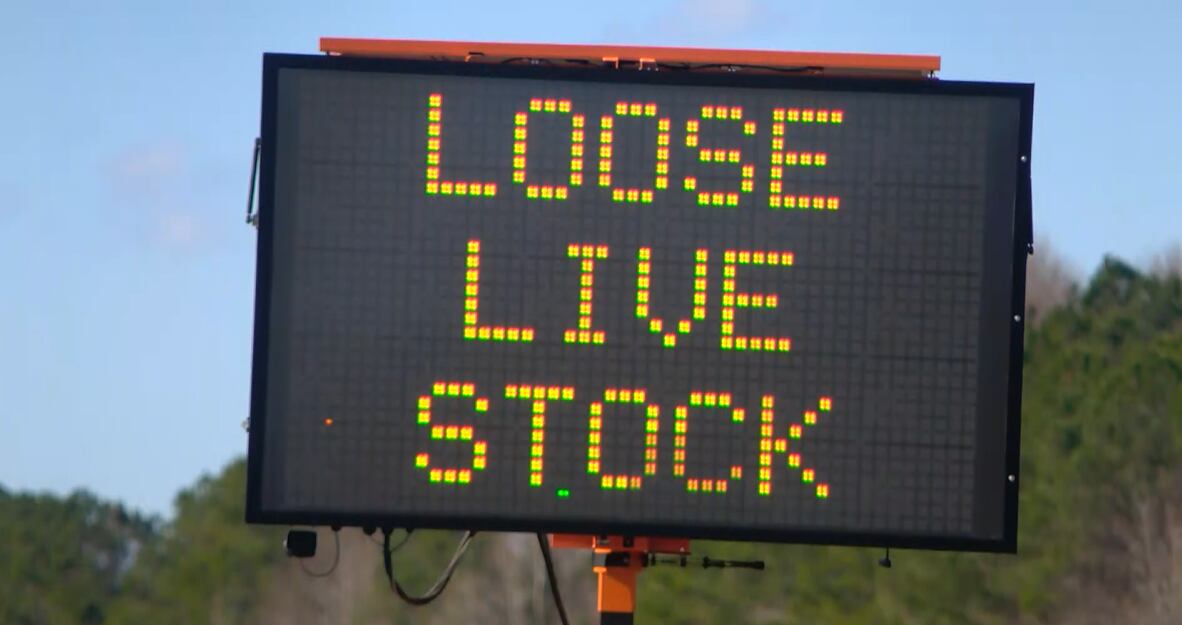 ‘It was all at once’: Family crashes into 7 cows along Highway 22