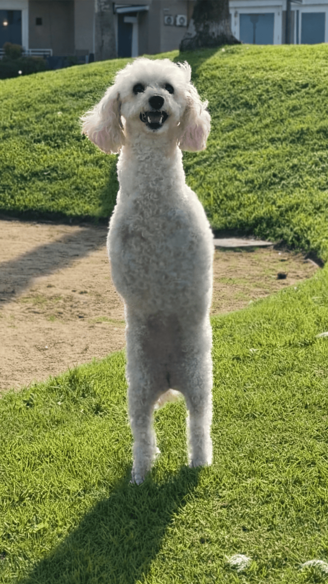 A rescue dog standing with new confidence