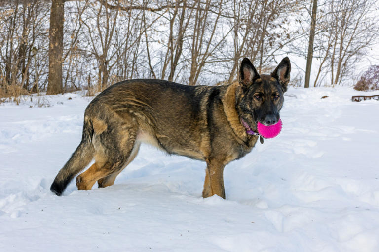 100+ unique German shepherd dog names with meanings