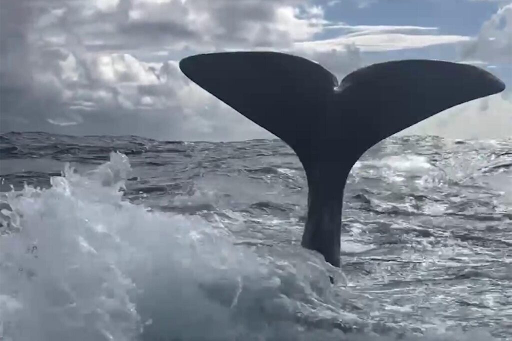 Team of rowers' epic encounter with whale in the Atlantic