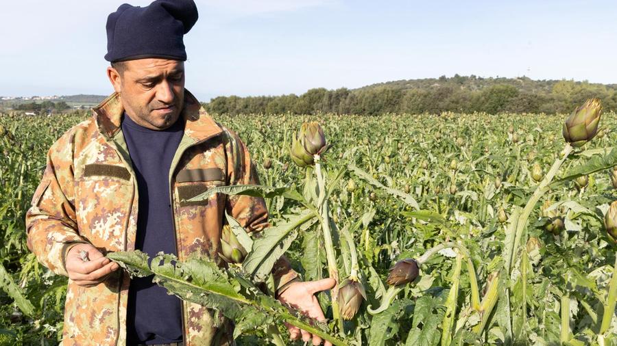 Maltempo, nel Sulcis distrutte le piantagioni di carciofi: «Danni all ...