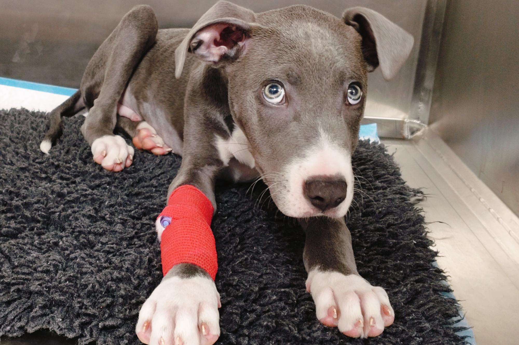 Doncaster veterinary team praised by owner after 14-week-old pup ...