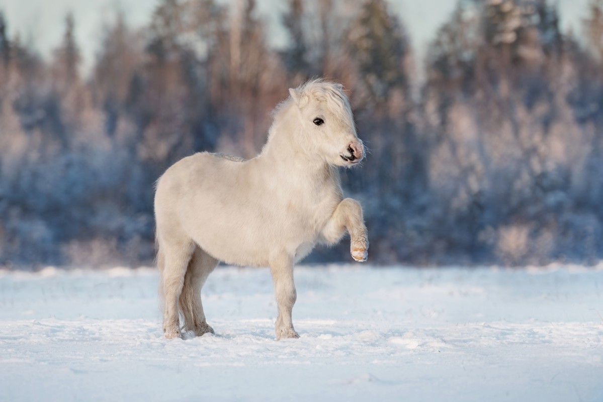 Mini Shetland pony skips along like he owns the place, and melts hearts ...