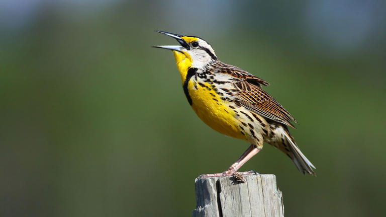 The hidden Florida gem that's a wildlife lover's dream vacation