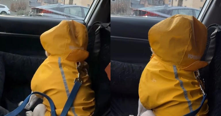 Video: Pug shows he's upset at owner with one funny move