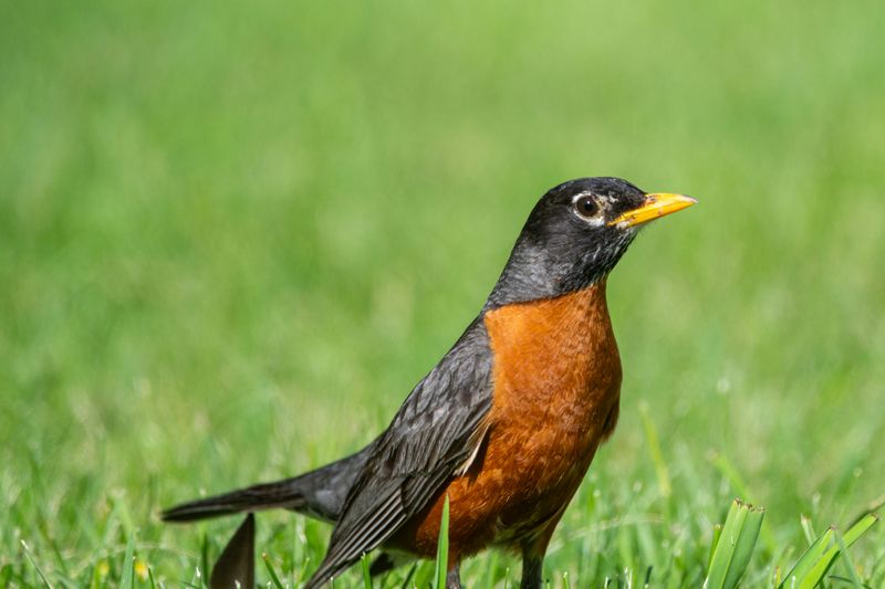 10 common birds you see in your yard and what they symbolise