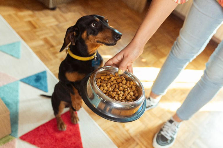 Dog owners warned to do 'simple' bowl check or risk illness