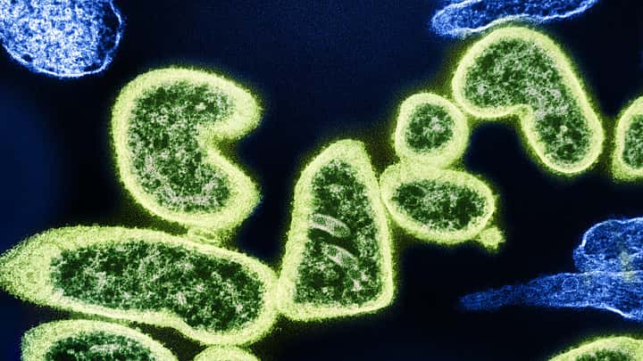 Nipah scare: Two suspected cases detected in West Bengal; Centre ...