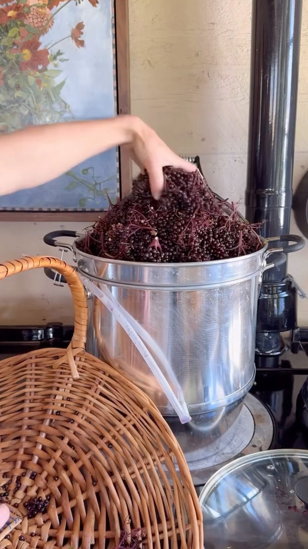 Elderberry harvest and homemade cordial recipe