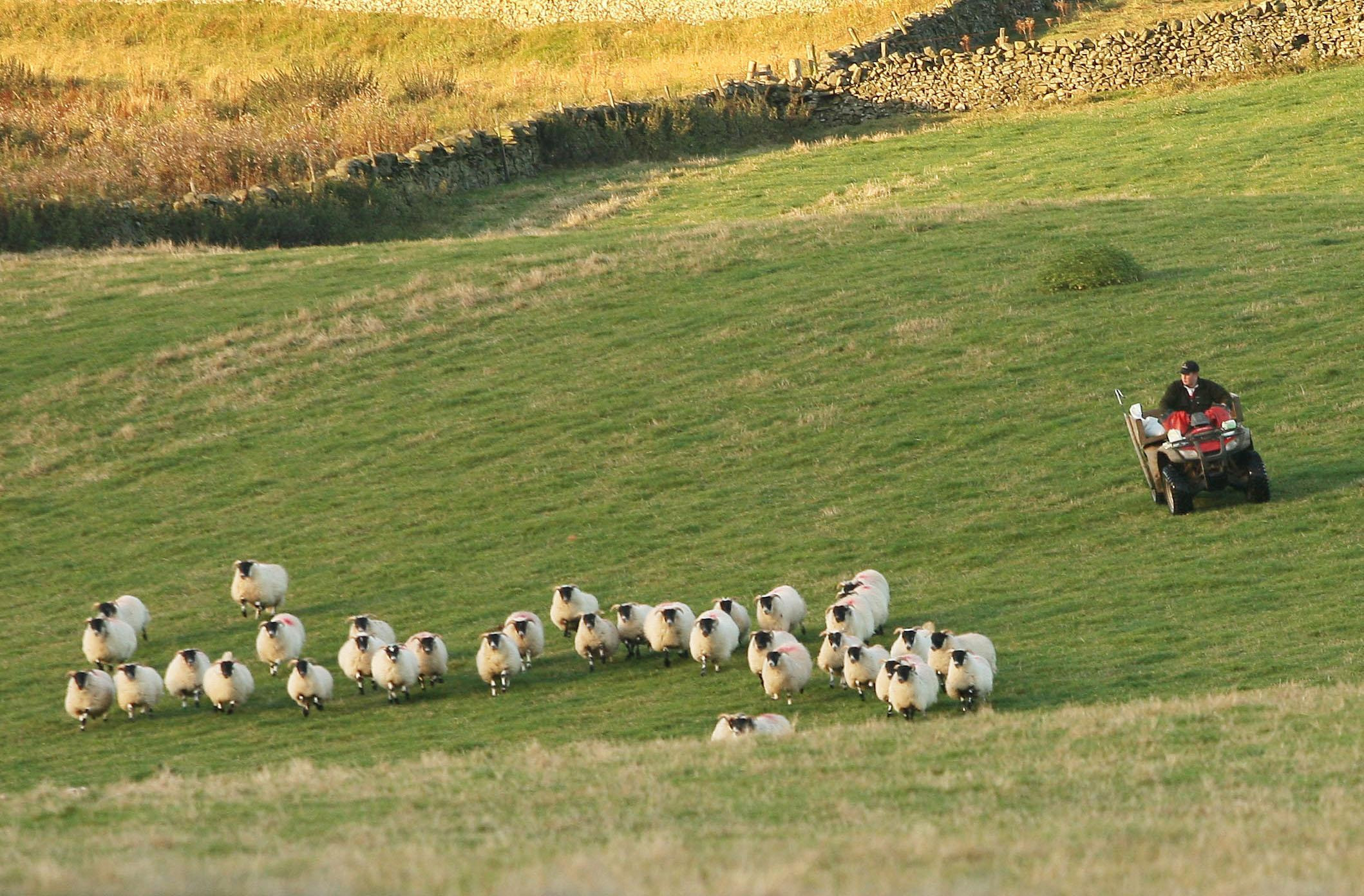 Why this Scottish budget must back farming and crofting