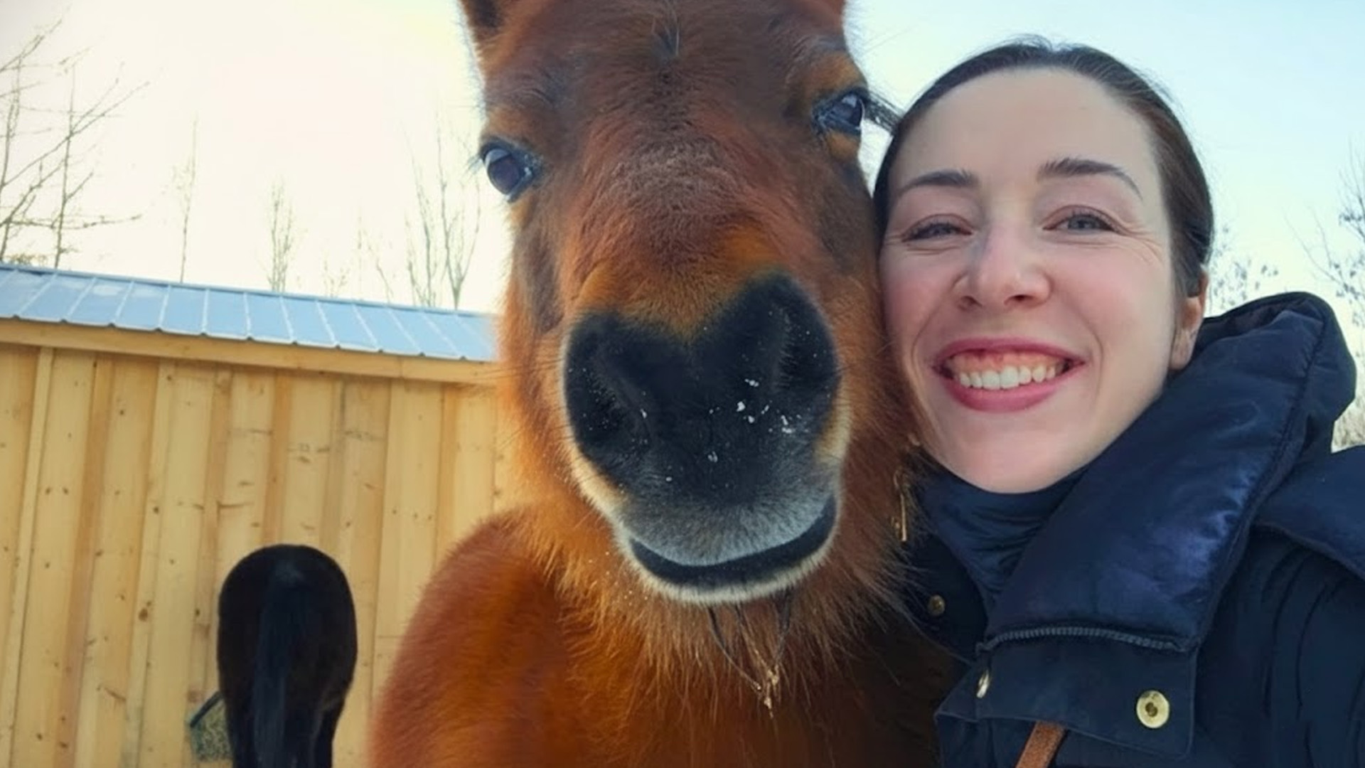 Winter day in the life on a small farm