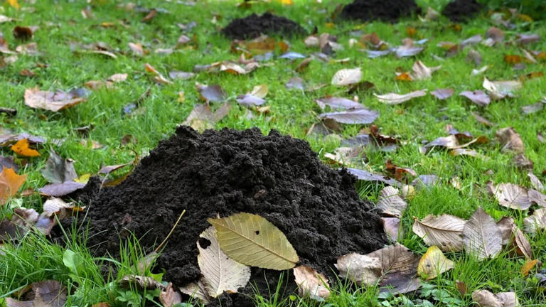 Composting could be doing more damage than good - here's why