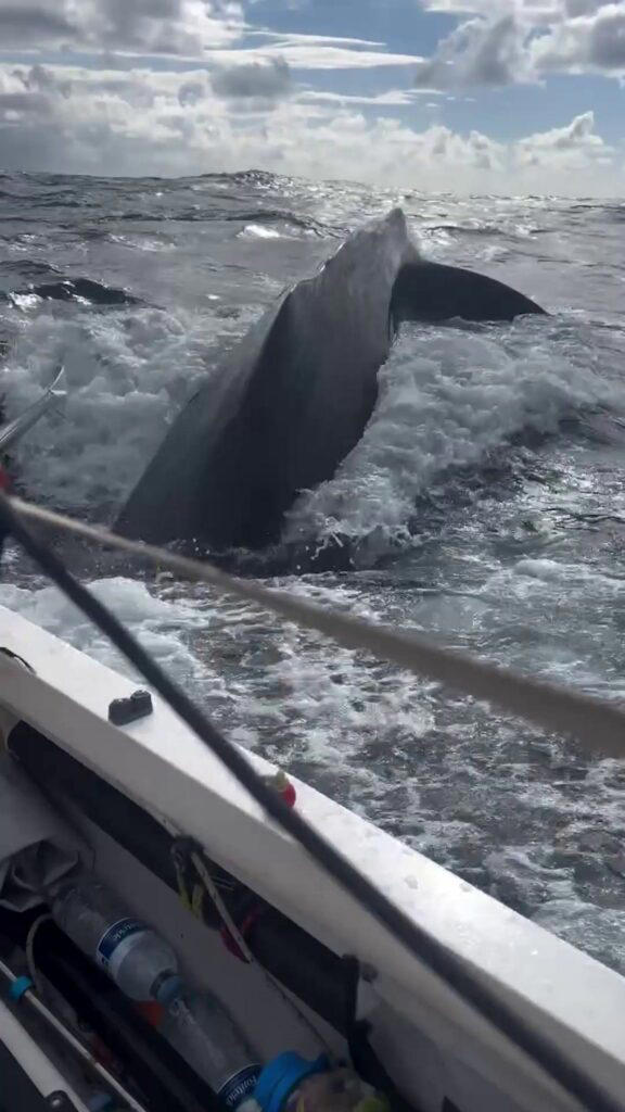 Team of rowers' epic encounter with whale in the Atlantic