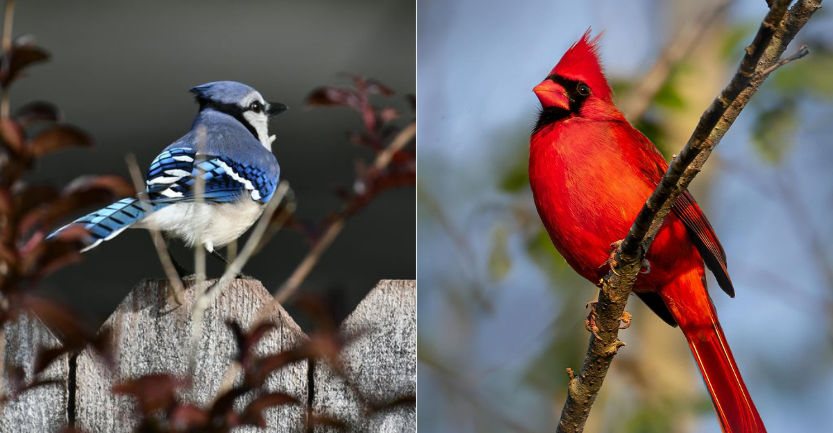 10 common birds you see in your yard and what they symbolise