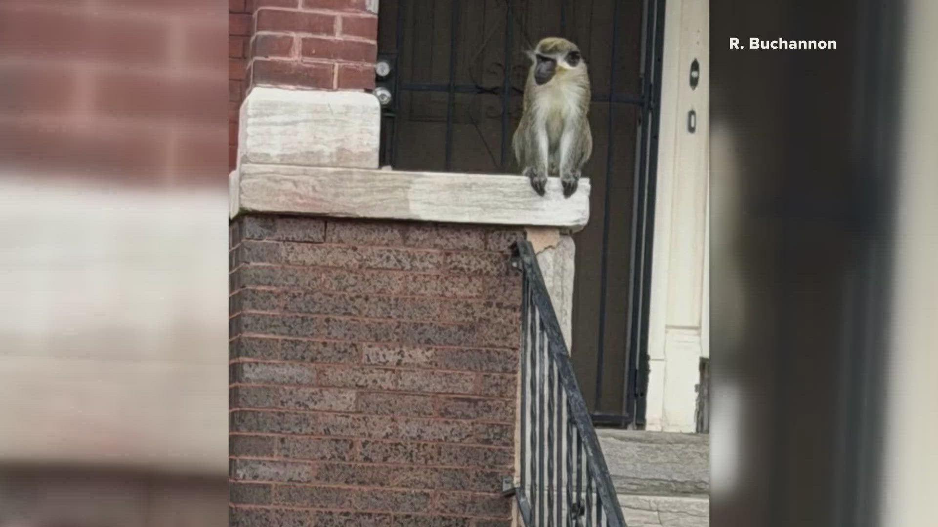 Monkeys on the loose in St. Louis: Officials still looking for them