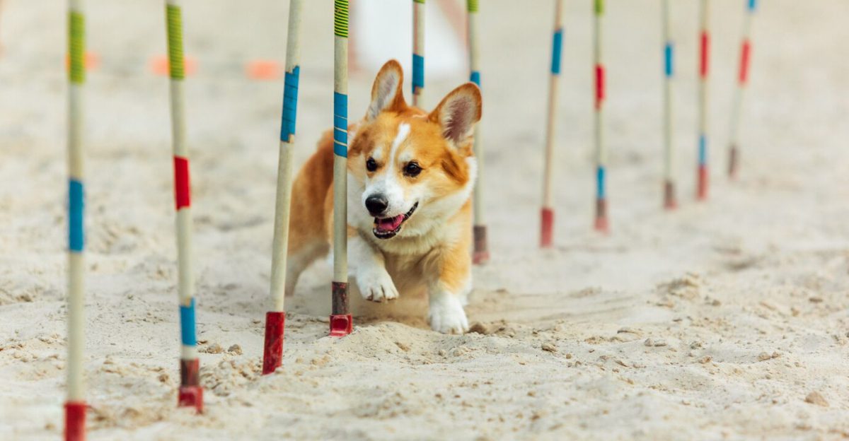 People say "small dogs are easier" – these 10 breeds prove that's not ...