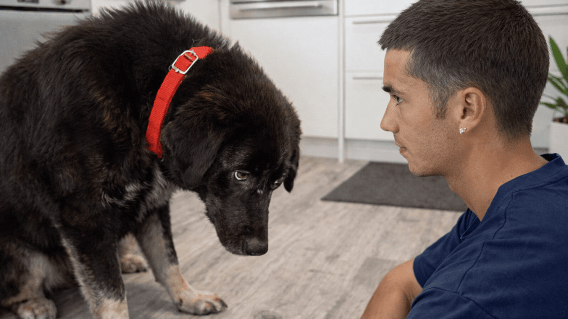 Helping a shut down rescue dog open up