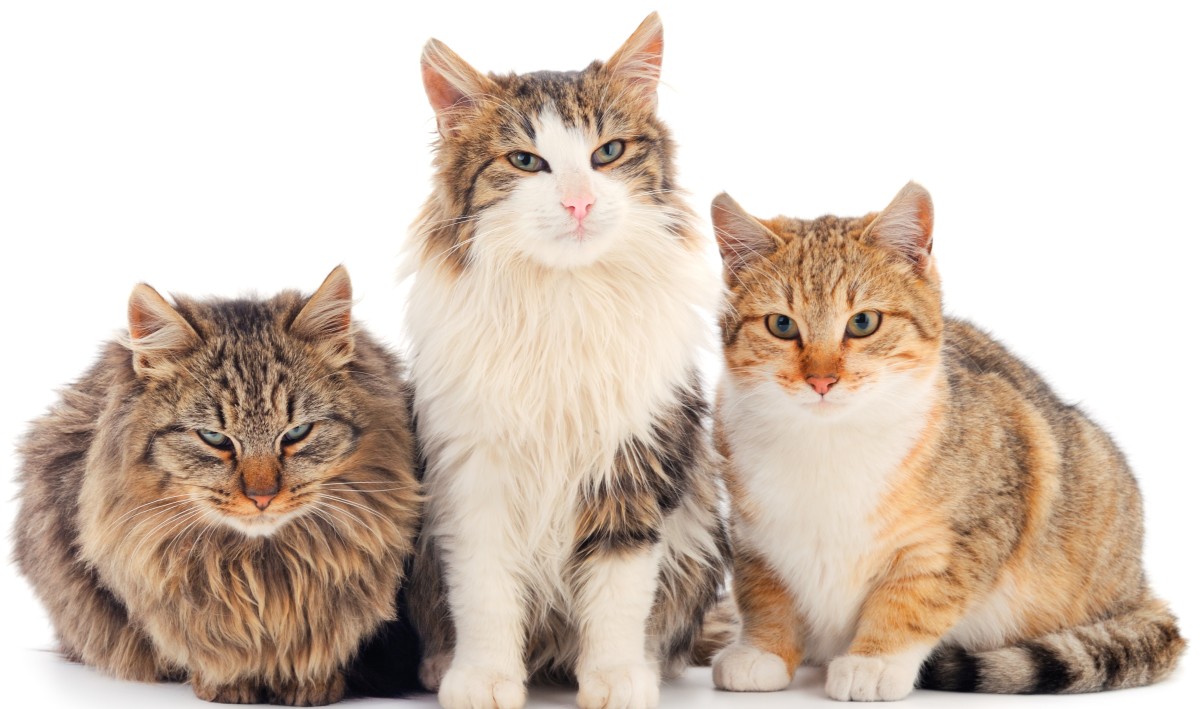 3 little cats attempt the perfect organized automatic feeder crime