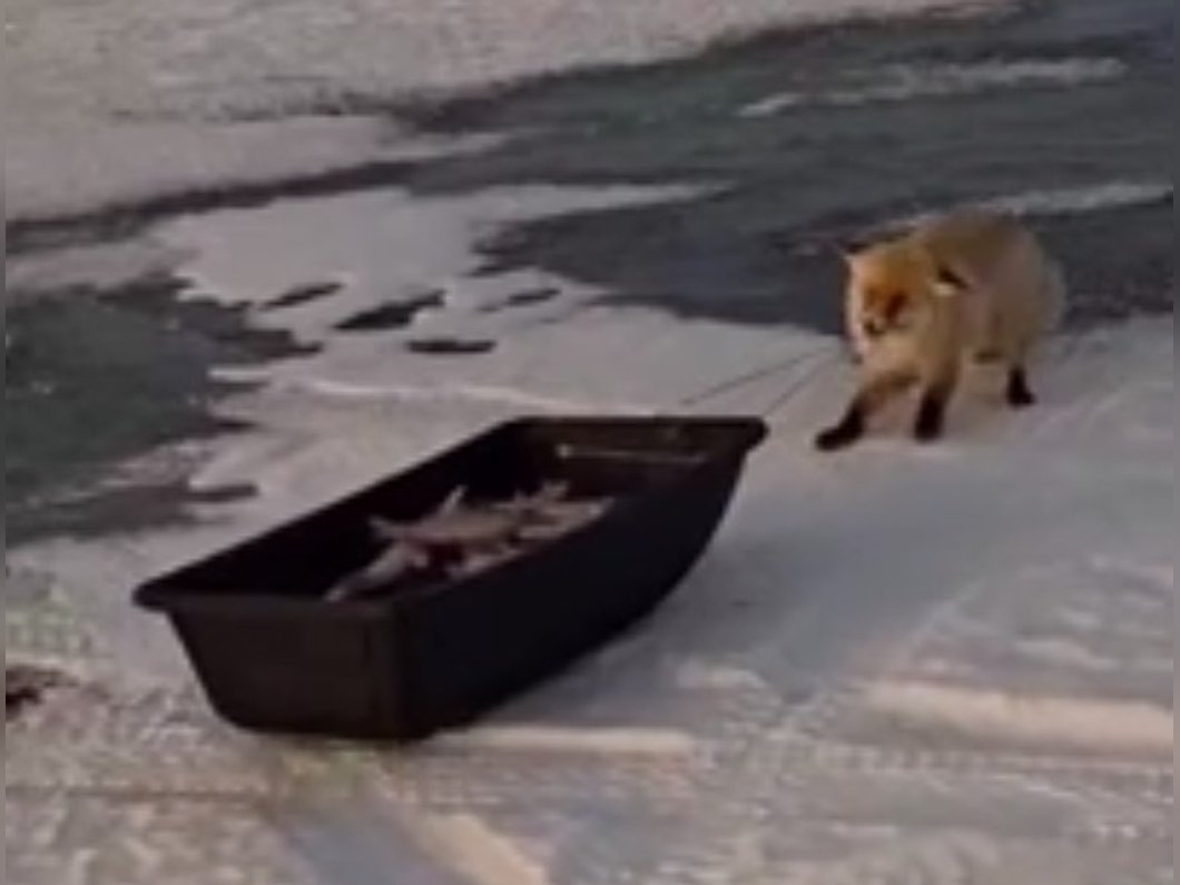 Bold theft: Fox steals sled with fresh fish