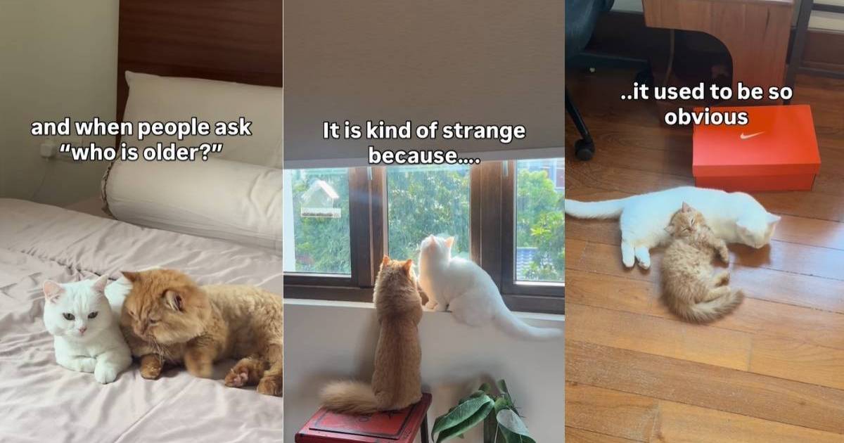 Video: Owner documents cat growing up alongside sibling