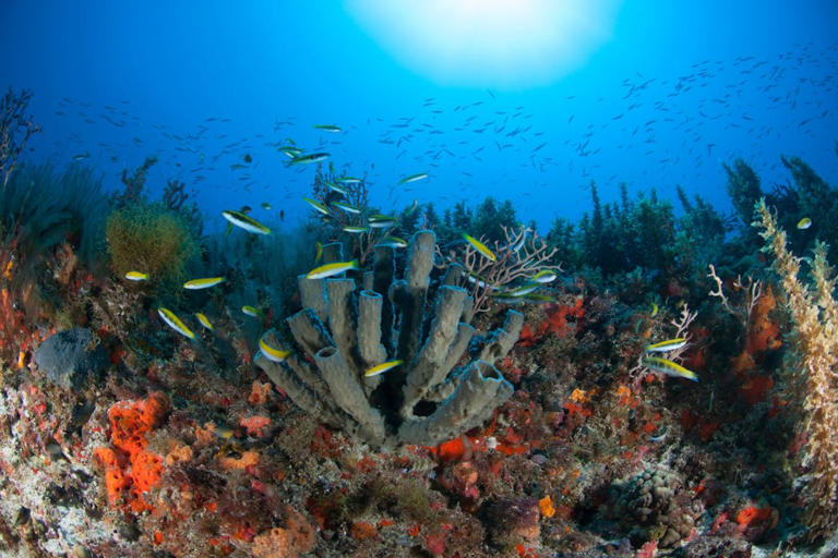 The economics of climate risk ignores the value of natural habitats