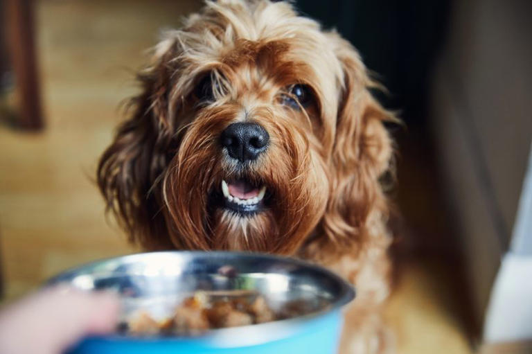 'I'm a pet nutritionist and there's a simple daily task you're forgetting'