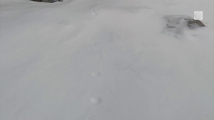 Spotted: Sea otter tracks in the snow near Newfoundland shoreline