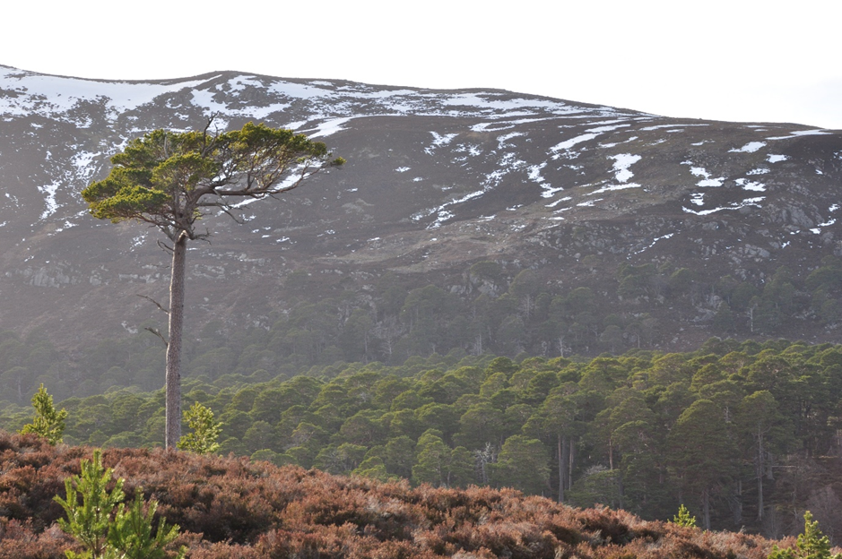 Study reveals importance of protecting the UK’s Scots pine woodland ...