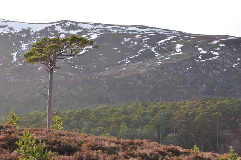 Study reveals importance of protecting the UK’s Scots pine woodland ...