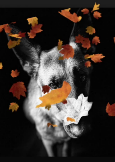 Fall is here and this pup is loving every second