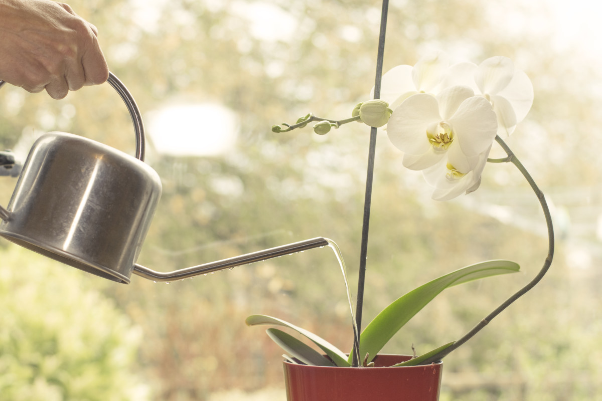 How often should you water orchids?