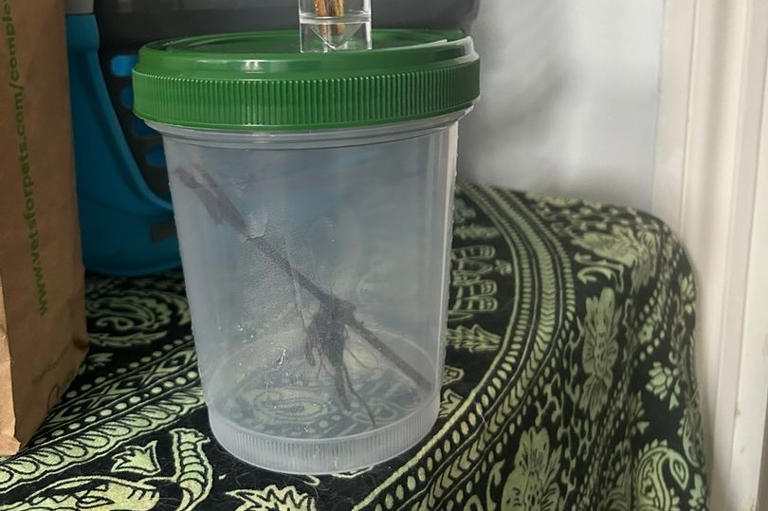 Dog with stick poking out of stomach rushed to Birmingham hospital and ...