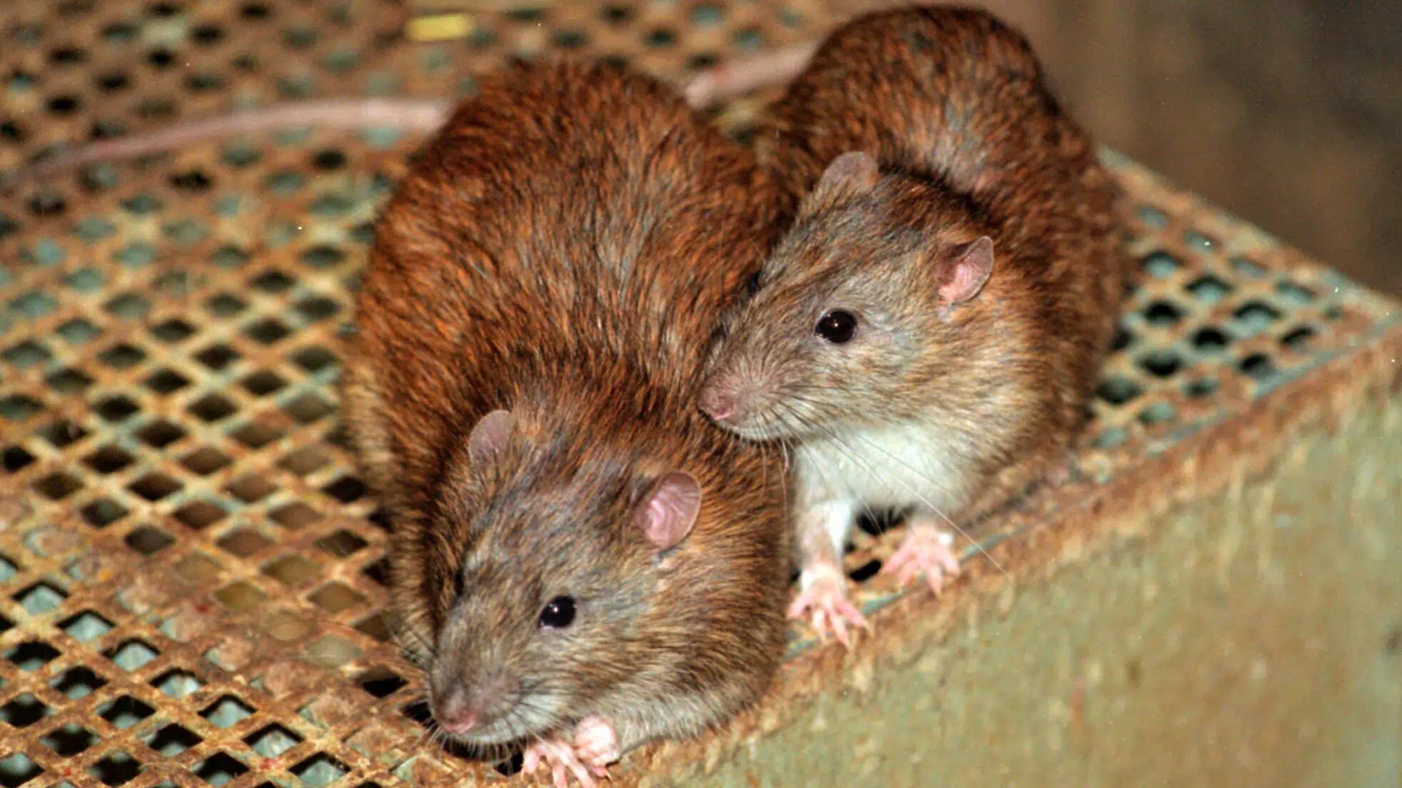 Rottealarm i Aarhus: De vælter frem