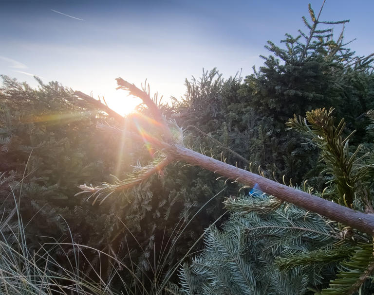 We reached an amazing record of £37k with our Christmas tree collection