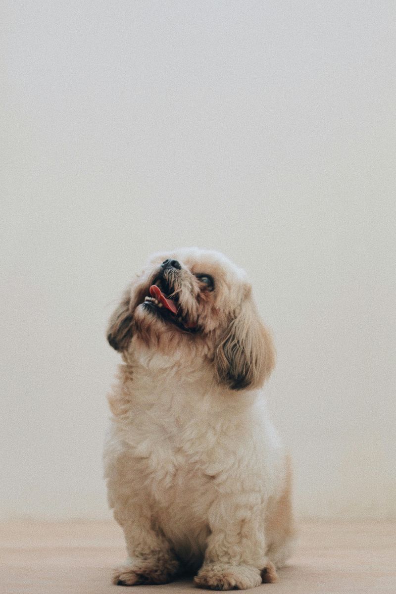 6 dog breeds loved by royalty